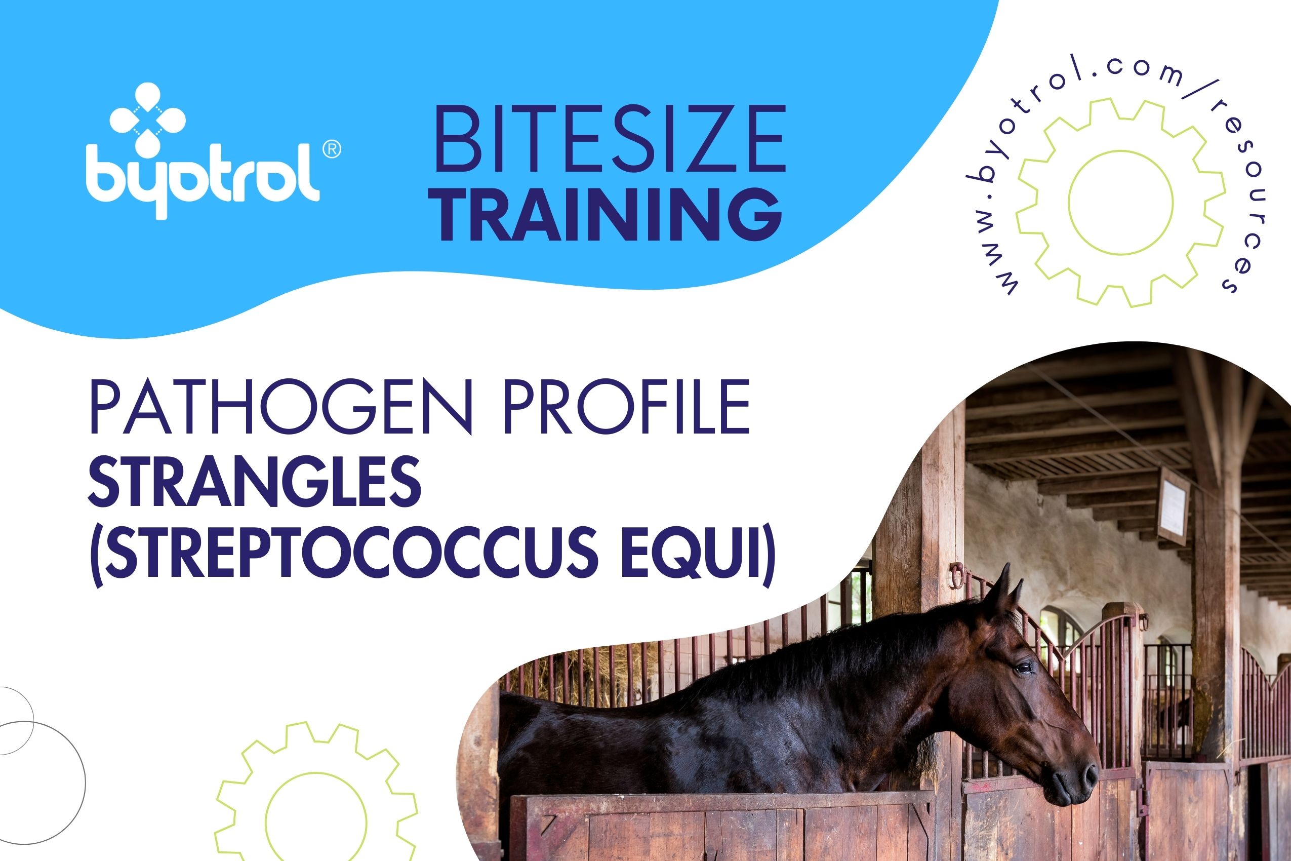 Pathogen Profile: Strangles (Streptococcus equi) – Byotrol
