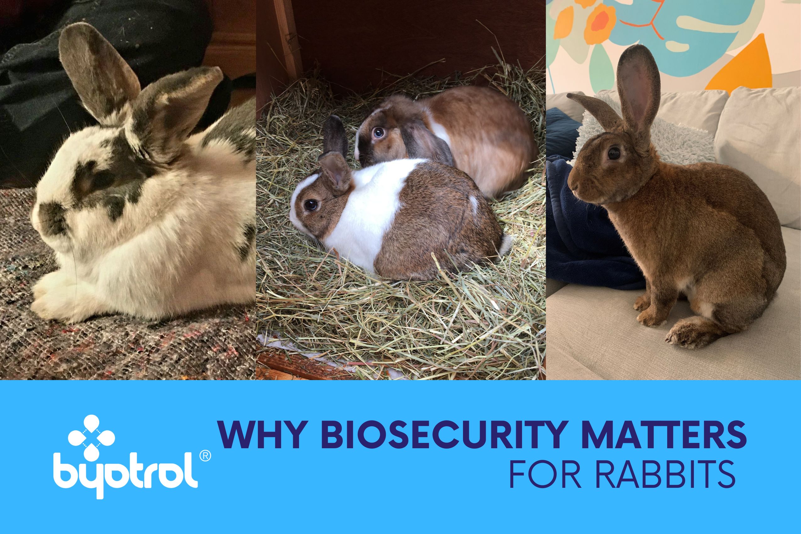 Why Biosecurity Matters for Rabbits – Byotrol